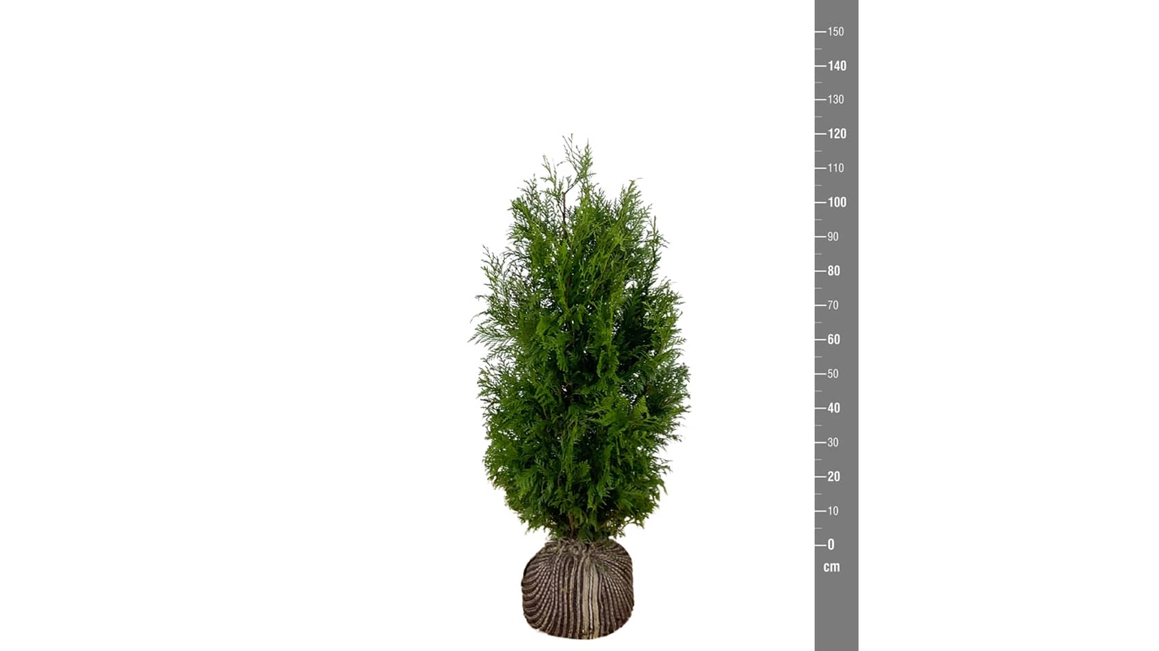 Lebensbaum Thuja Martin kaufen - heckenpflanzen-schweiz.ch