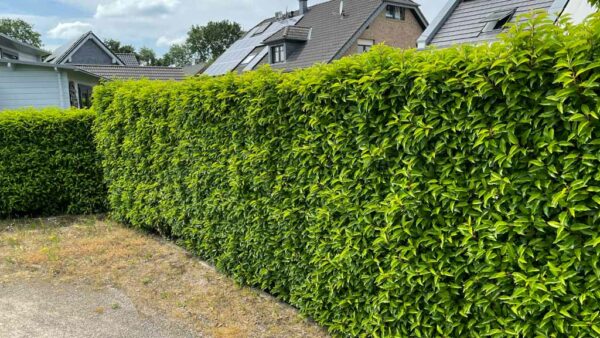 Portugiesischer Kirschlorbeer kaufen - heckenpflanzen-schweiz.ch